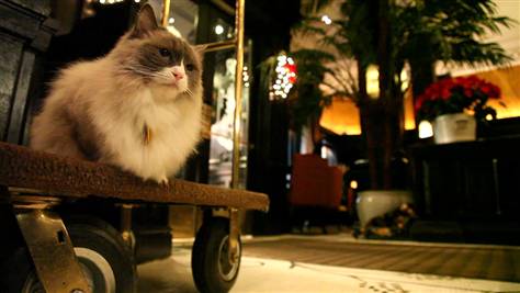 Catsparella: The Algonquin Hotel Says 'Goodbye' To One Kitty And 'Hello ...