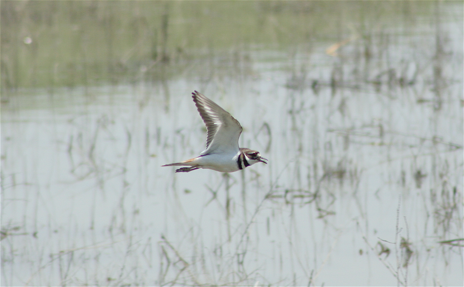 Broken Wing Display ~ Landfill Bird Blog