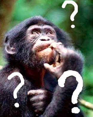 Afinal, evoluímos né?!: Pergunte ao Filosofo! 1ª edição.