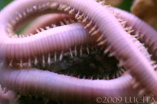 The Saltwater Diaries: The Worm Chronicles/Part I