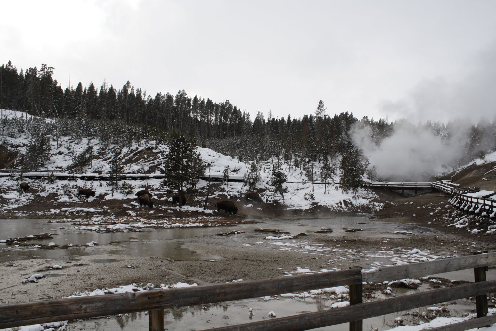 Robyn In Yellowstone: Swan Lake, Hayden Valley and Bison Pictures