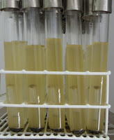 bioneogênios: Técnica dos Tubos Múltiplos