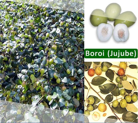 Fruits of Bangladesh