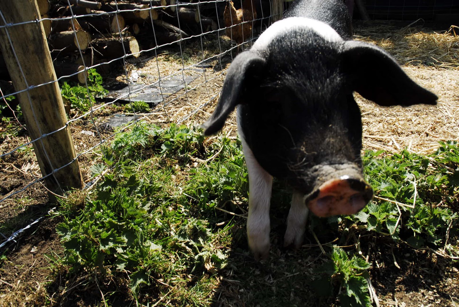 The Good Life: Pig Gallery...