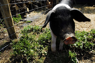 The Good Life: Pig Gallery...