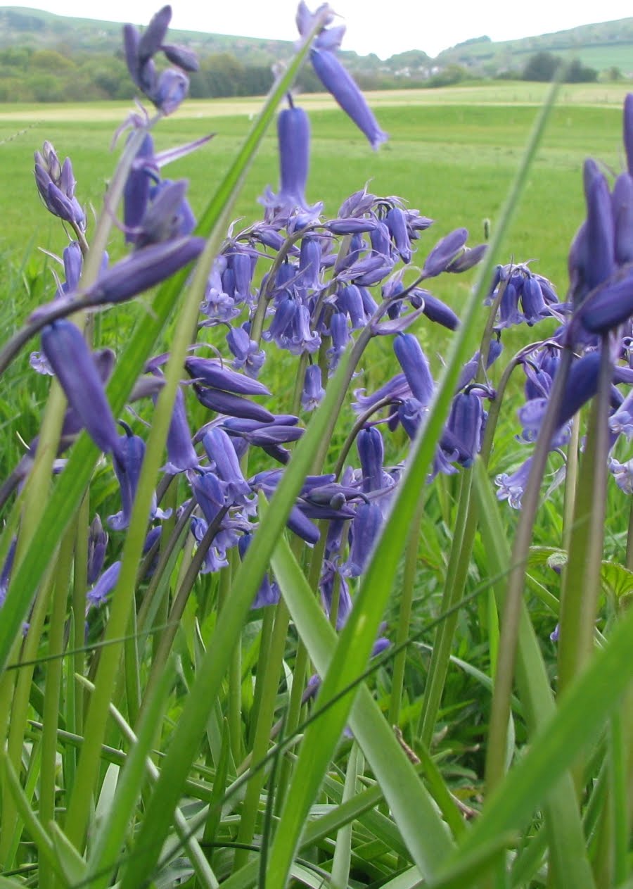 Wiggers World: Beauty Of Bluebells