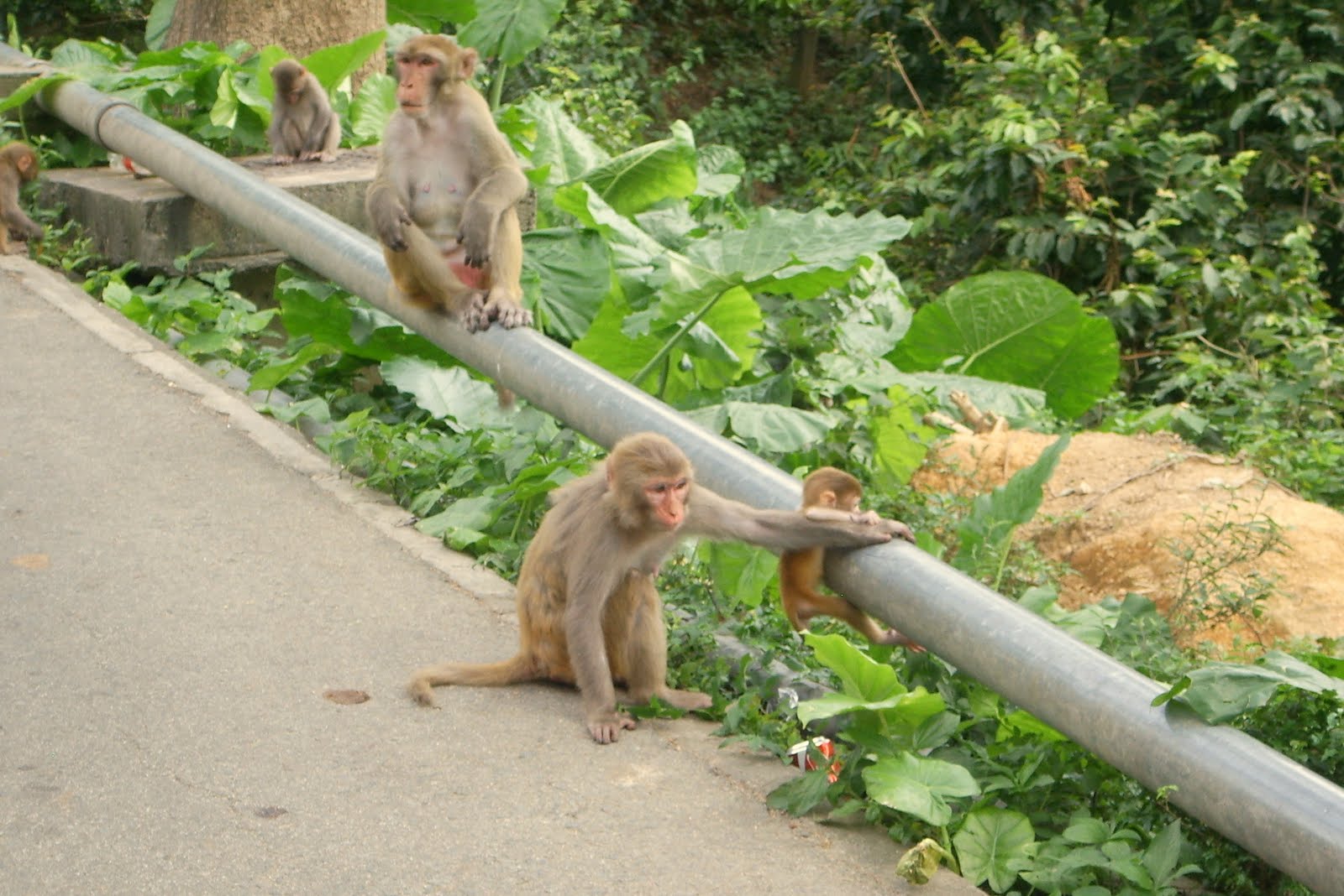 Calvin, Ashton, Camden, Coulton & Jace: Monkey Mountain, Nan Lian ...