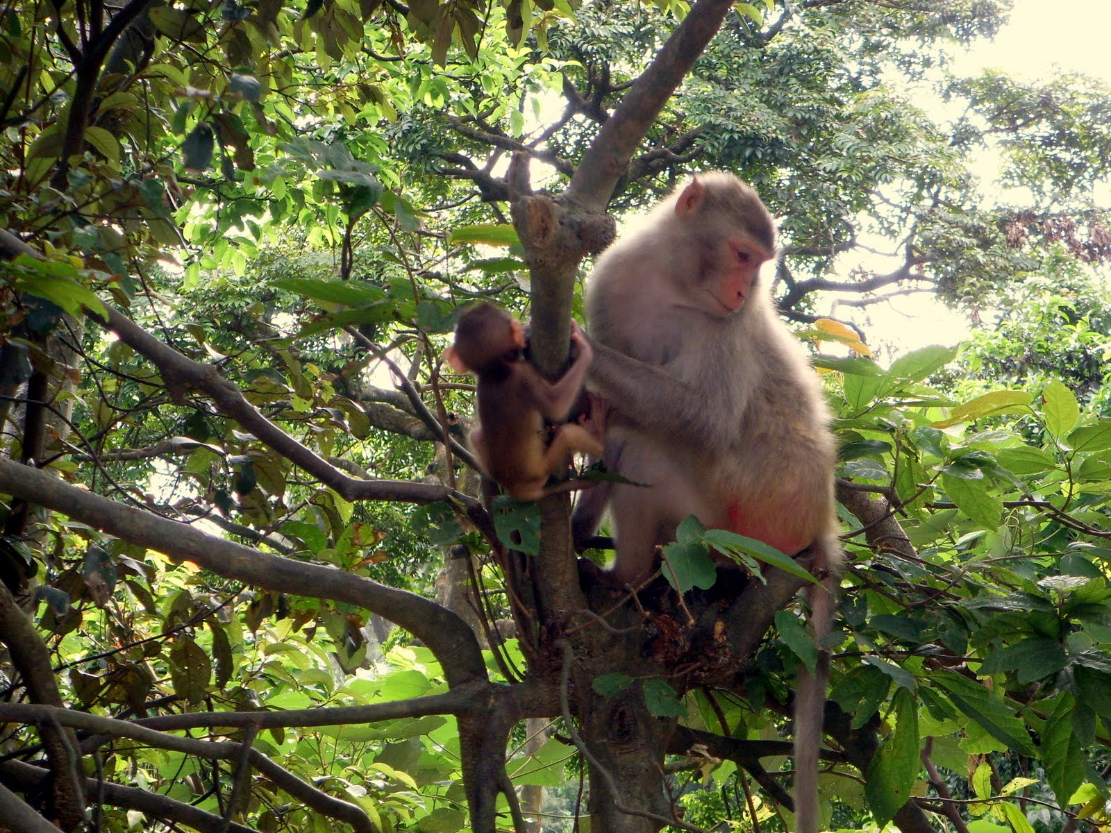 Calvin, Ashton, Camden, Coulton & Jace: Monkey Mountain, Nan Lian ...