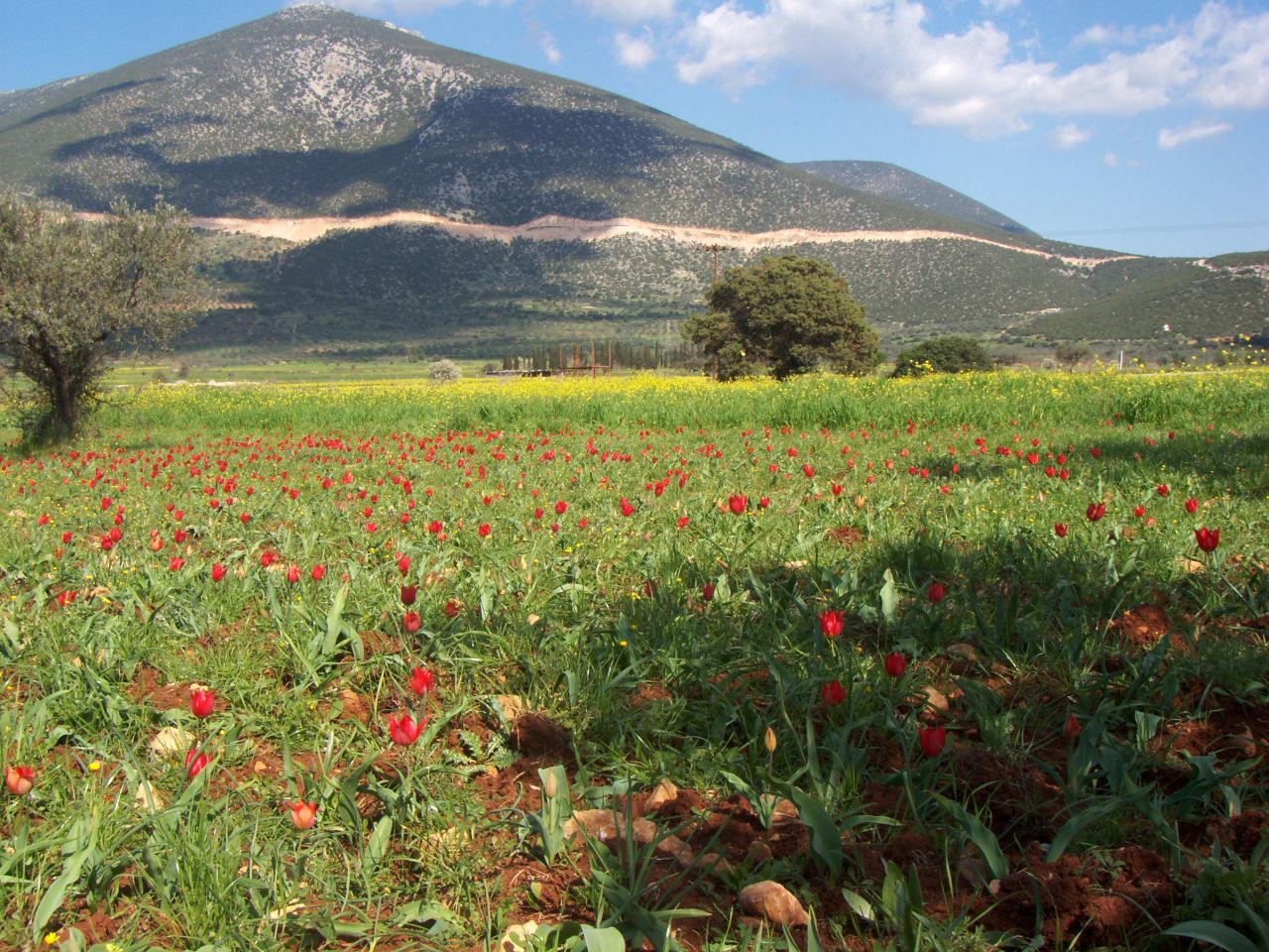 ΦΩΤΟΓΡΑΦΟΙ & ΦΩΤΟΓΡΑΦΙΕΣ: Κυματοφυλλη Τουλιπα Διδυμων Αργολιδας