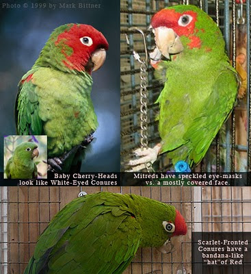 No Feather Left Behind: Birdy Spotlight - Cherry Head Conures!