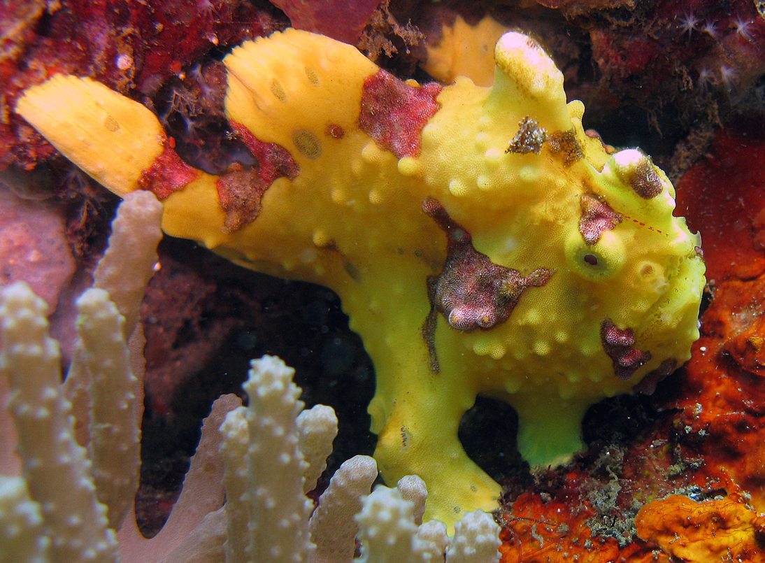 Reef Ogre: Frogfish Survival Guide