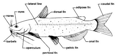 | Maklumat Pertanian | Maklumat Penternakan| Agro Teknologi