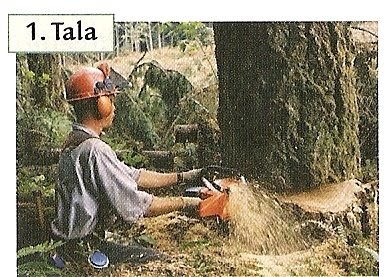 La madera: Proceso de obtención de la madera