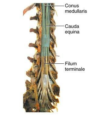 ACHIEVE OPTIMAL LEVEL OF HEALTH & MAXIMUM LEVEL OF INDEPENDENCE: CAUDA ...