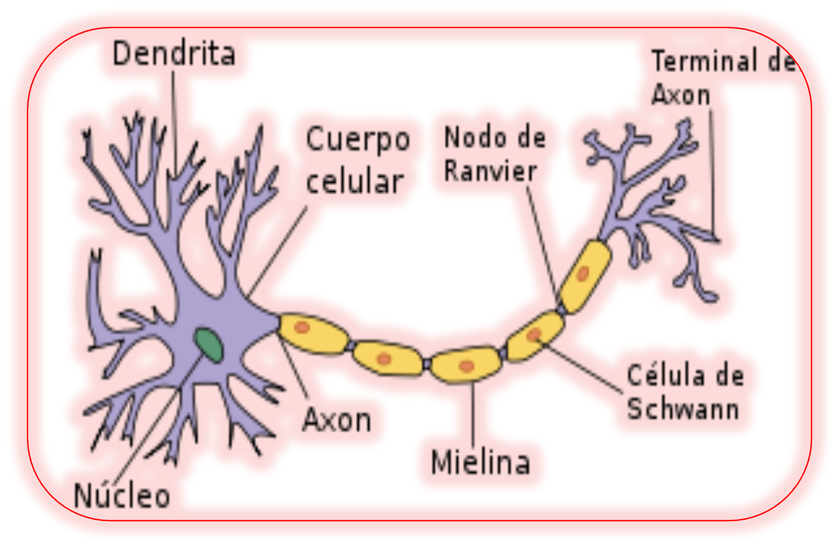 Innovaciones Metodologicas: Sistema Nervioso