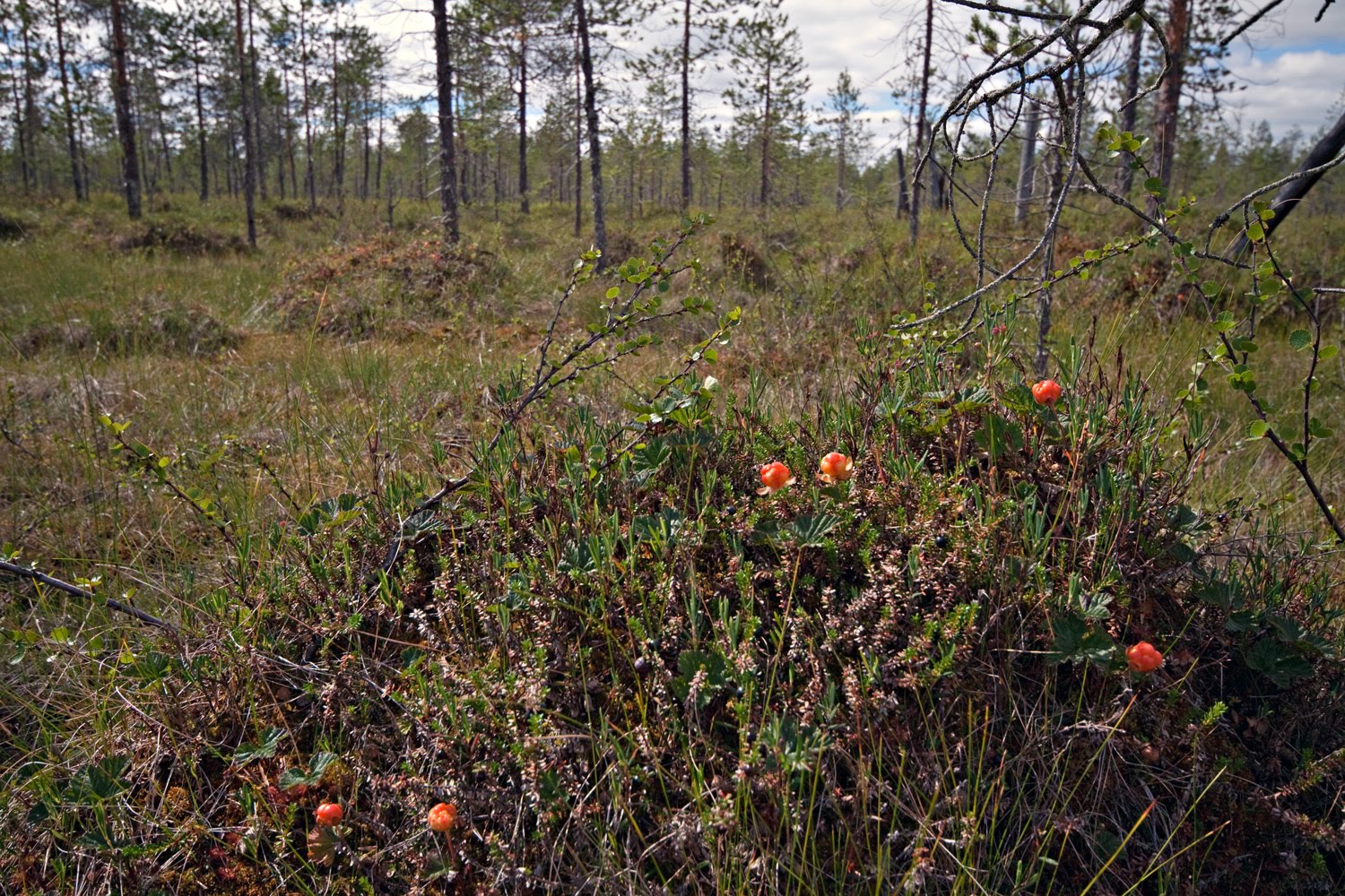 Eko-Kuvia: Hilla,Lakka, Muurain, Valokki