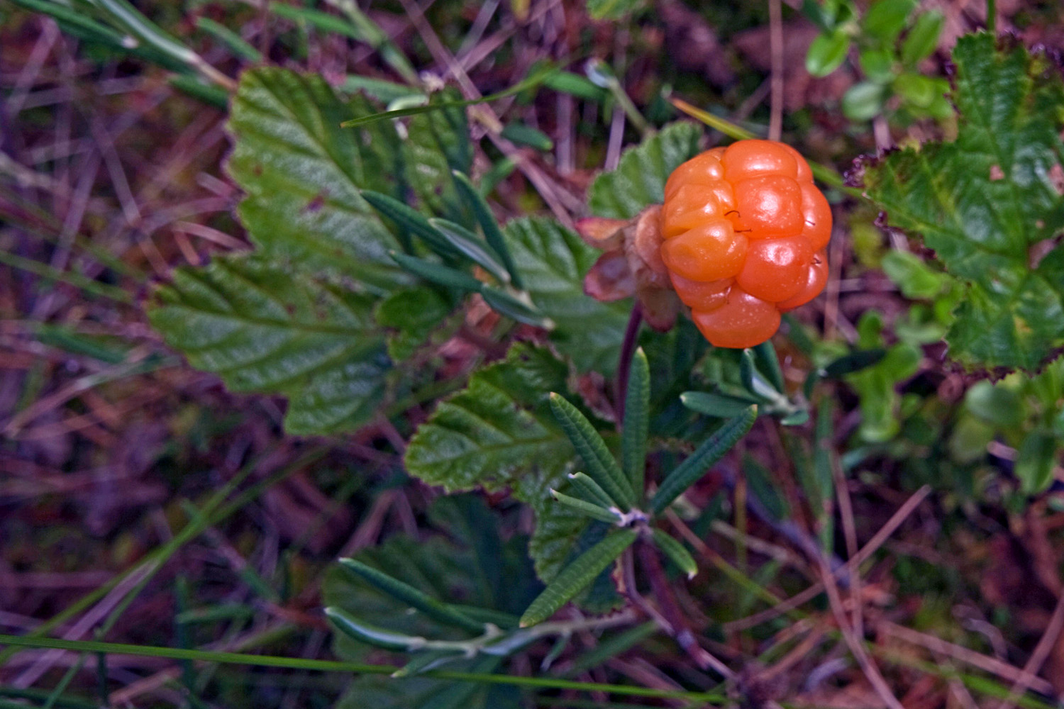 Eko-Kuvia: Hilla,Lakka, Muurain, Valokki