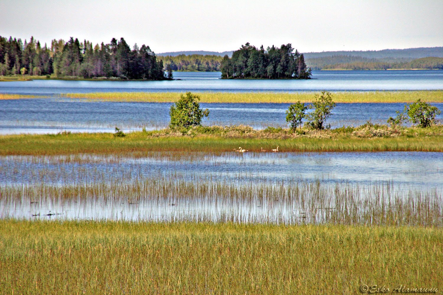 Eko-Kuvia: Joutsen-Perhe