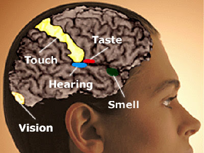 Biology - Block D: Synesthesia
