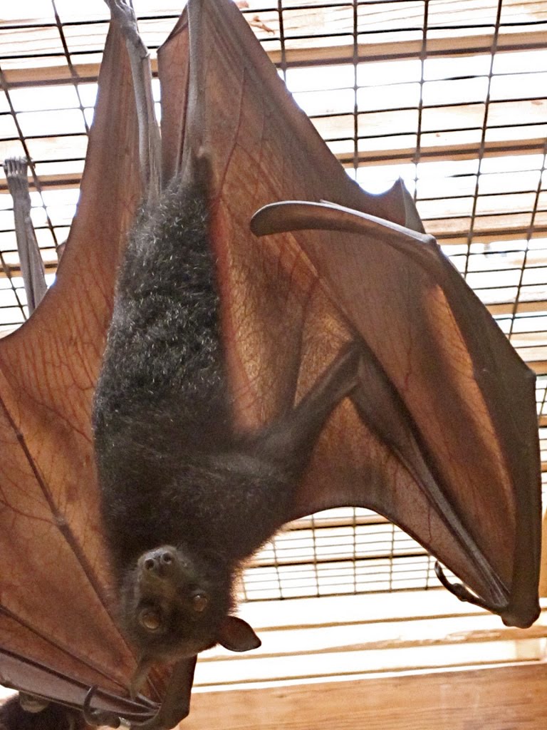 Paranormal And Strange World: two headed animals