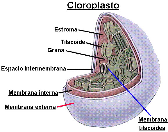Ciencias en el c0legi0: TilaCoiDes