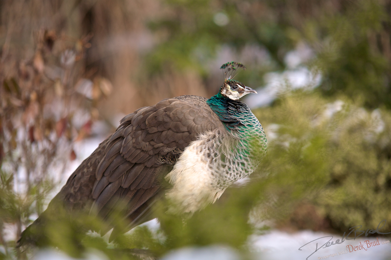 Derek Brad Photography: Birds: Philadelphia Zoo