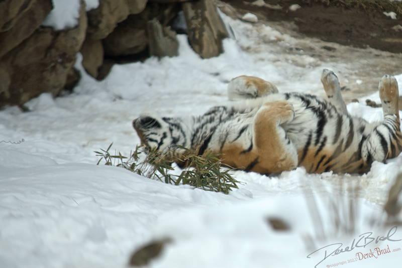 Derek Brad Photography: Big Cats : Philadelphia Zoo