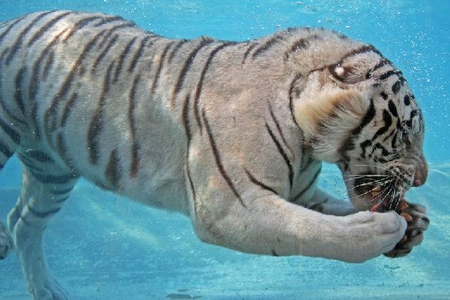 twitice: Amazing White Bengal Tiger Eating Under Water