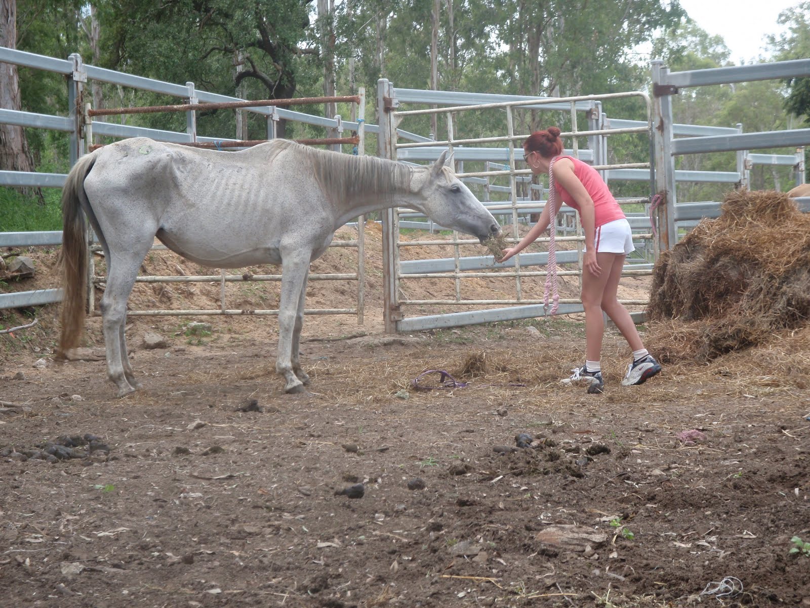 Save a Horse Australia Horse Rescue and Sanctuary: Our Beautiful Rescue ...