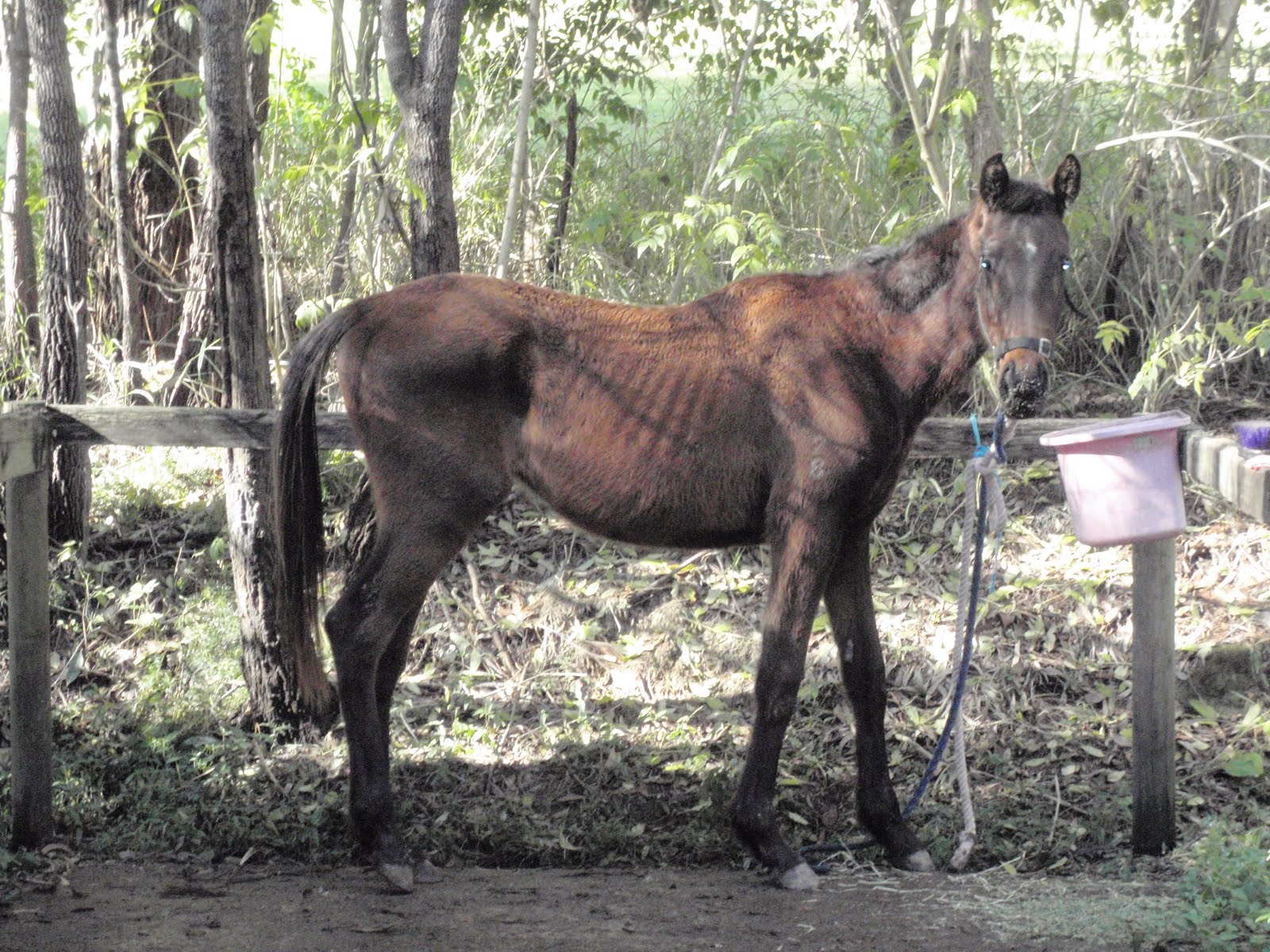 Save a Horse Australia Horse Rescue and Sanctuary: Our Beautiful Rescue ...