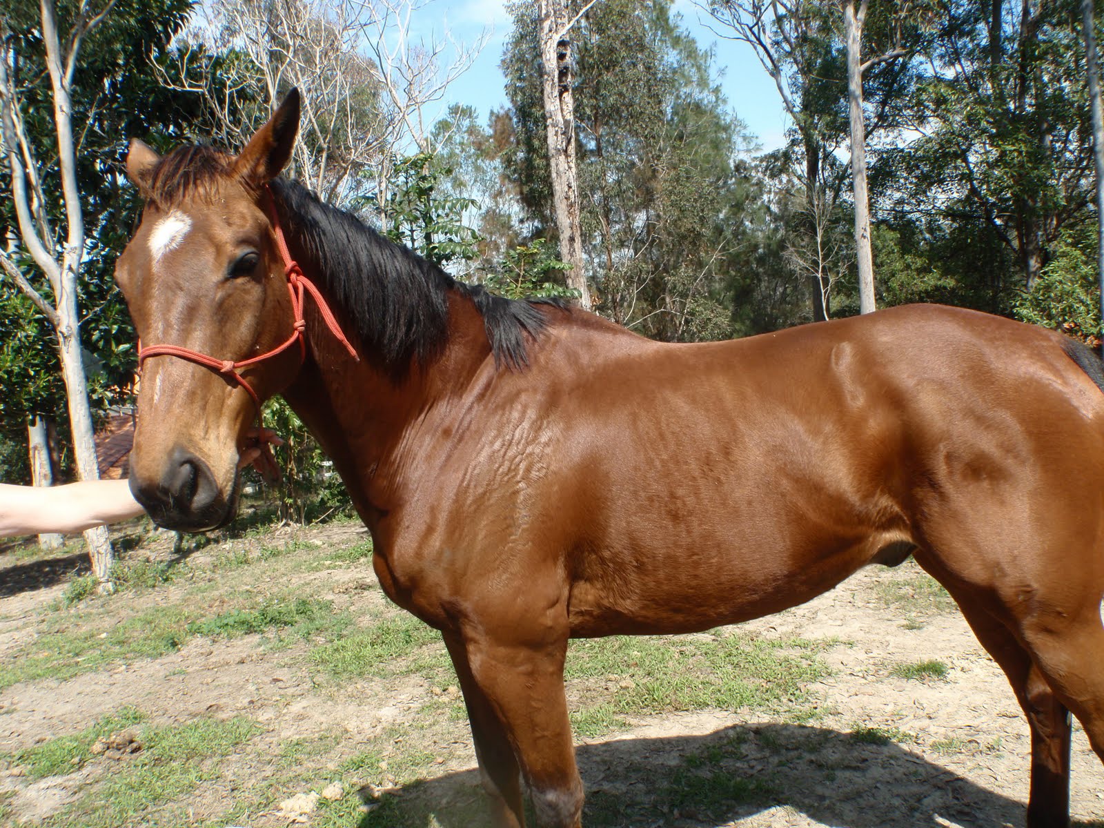 Save a Horse Australia Horse Rescue and Sanctuary: Update on my rescue ...