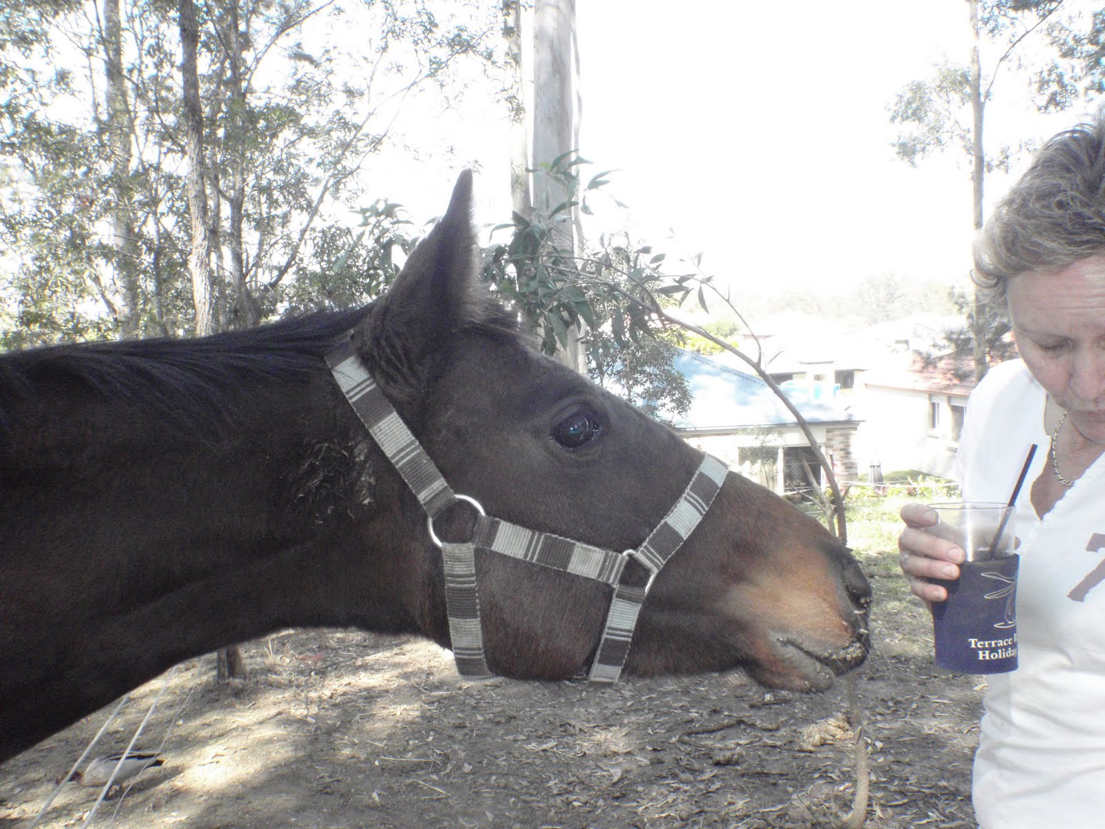 Save a Horse Australia Horse Rescue and Sanctuary: Update on my rescue ...
