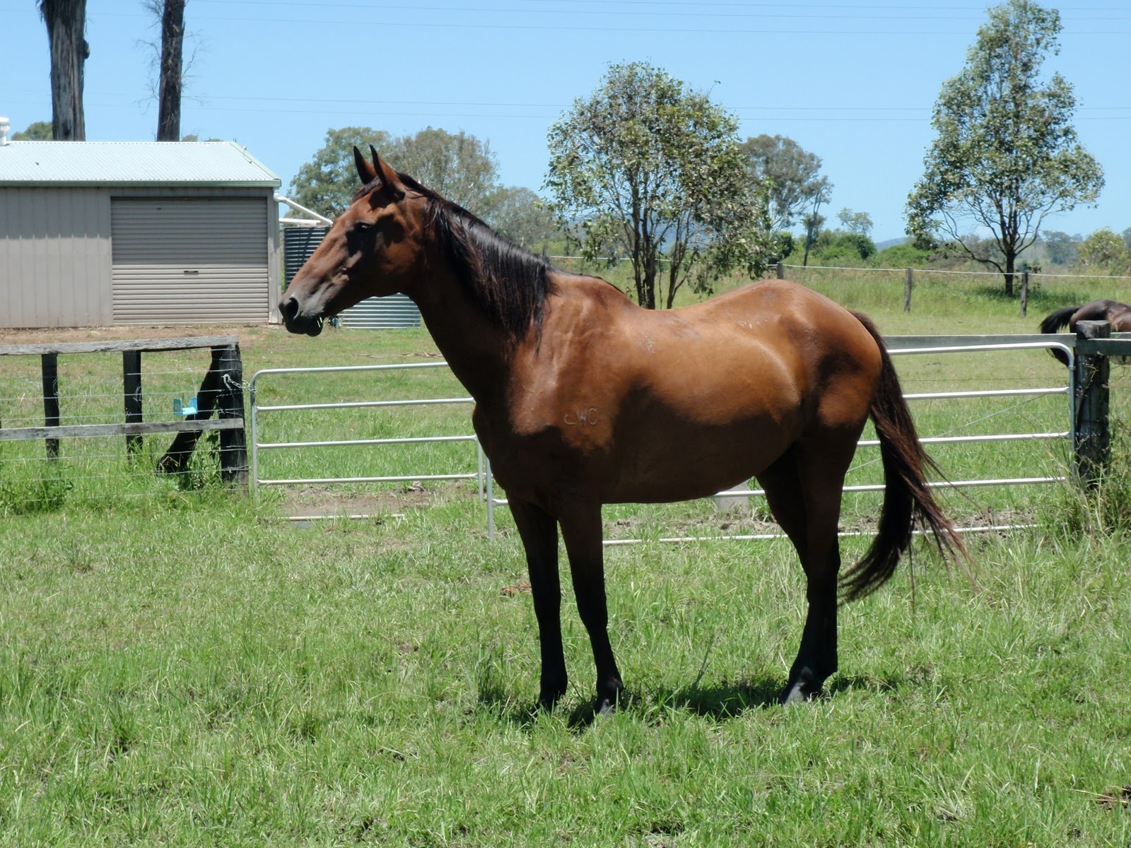 Save a Horse Australia Horse Rescue and Sanctuary: Isn't Sulley Just ...