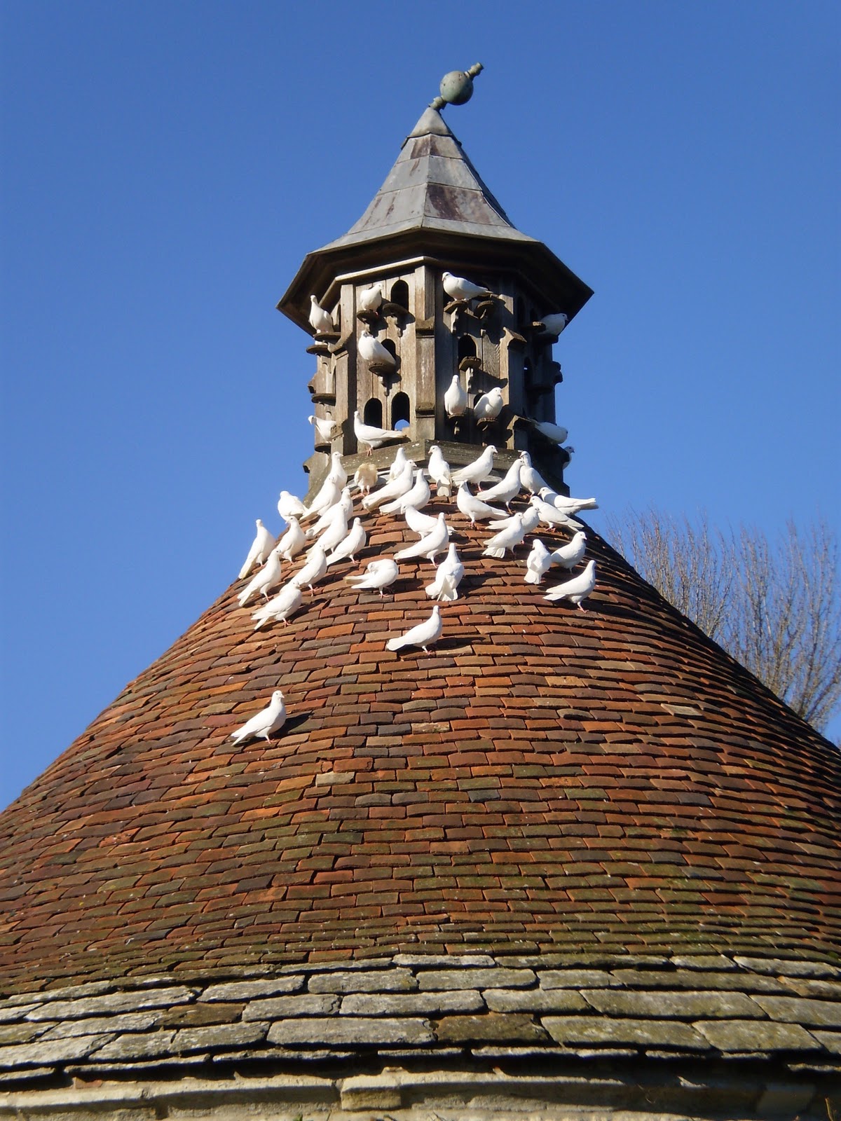 Corfu Blues and Global Views: Dovecote, Athelhampton House