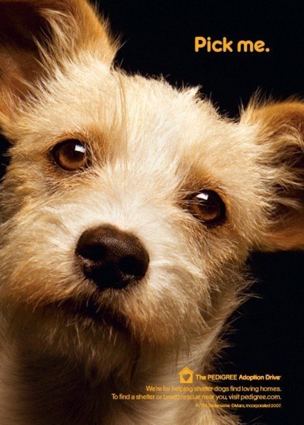 Jennie B. Goode: Write a Post , Help a Dog