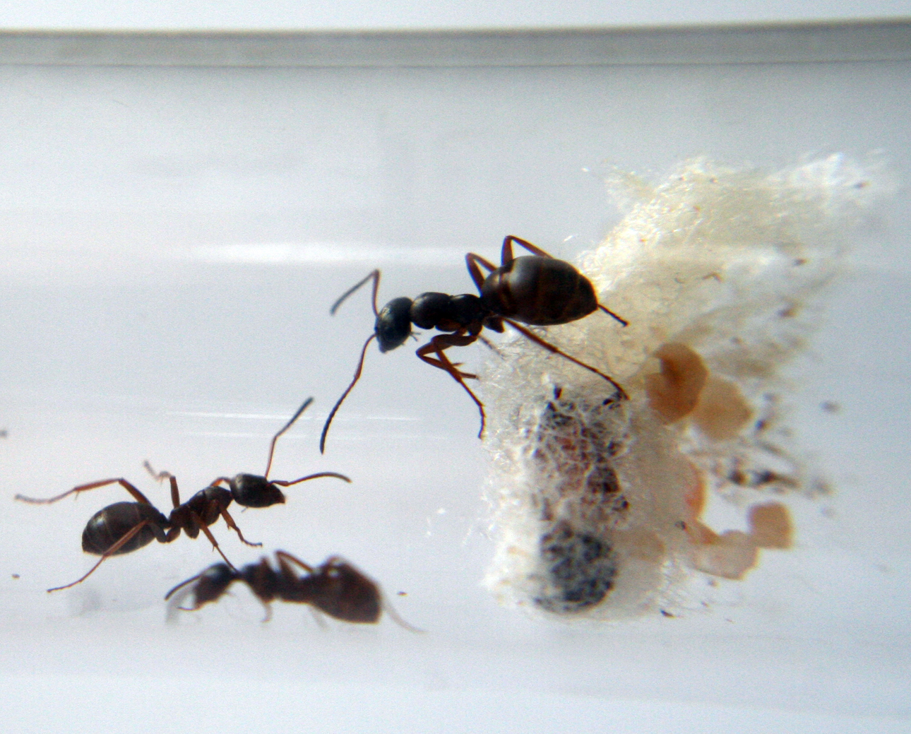 Formica Fusca - El Món de les Formigues