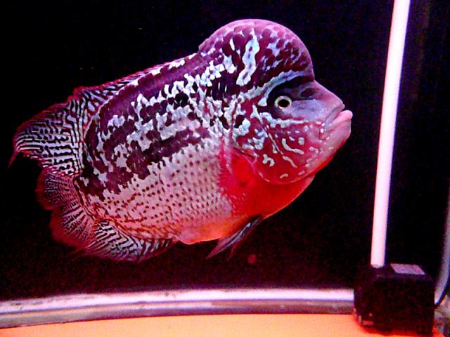 Flowerhorn Fish Craze: 5 Ways To Differentiate Between A Kamfa and Zz?