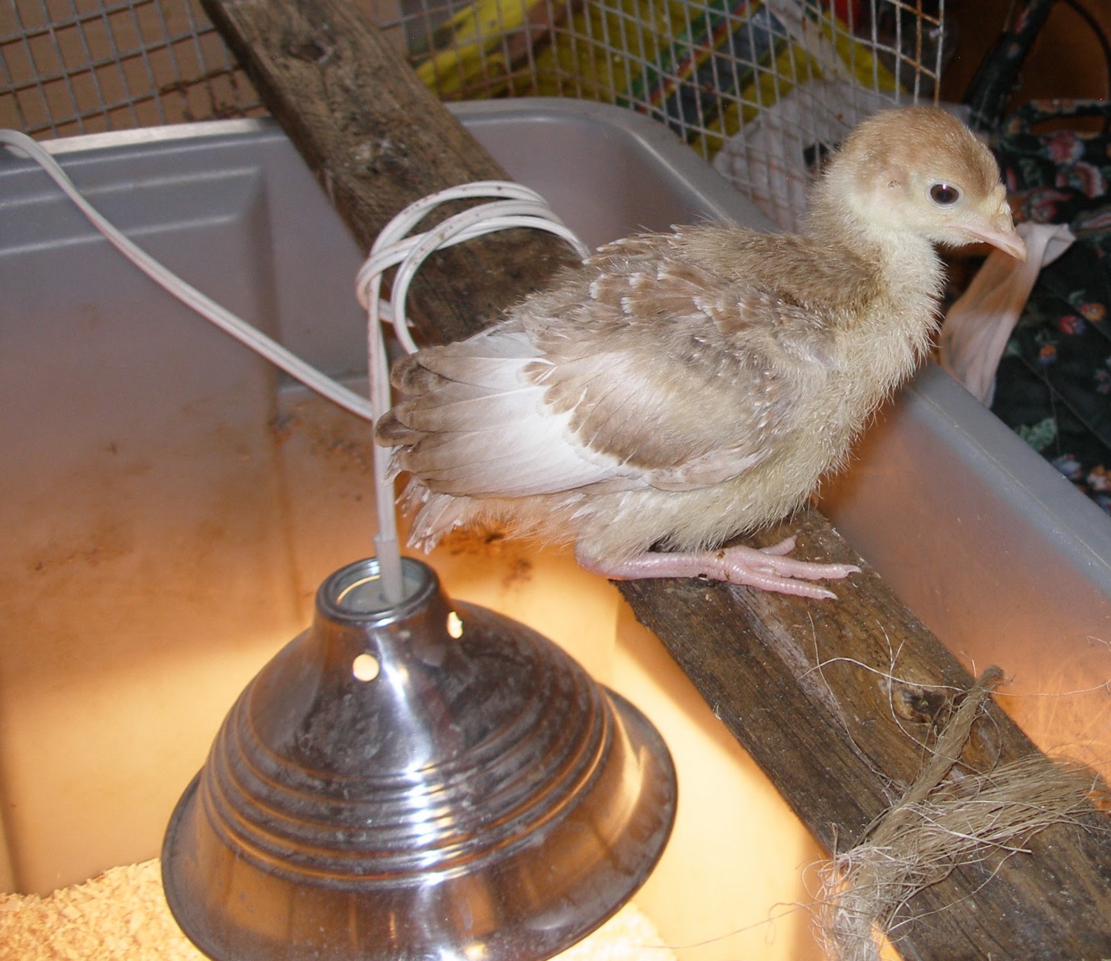 Living the Frugal Life: Turkey Update