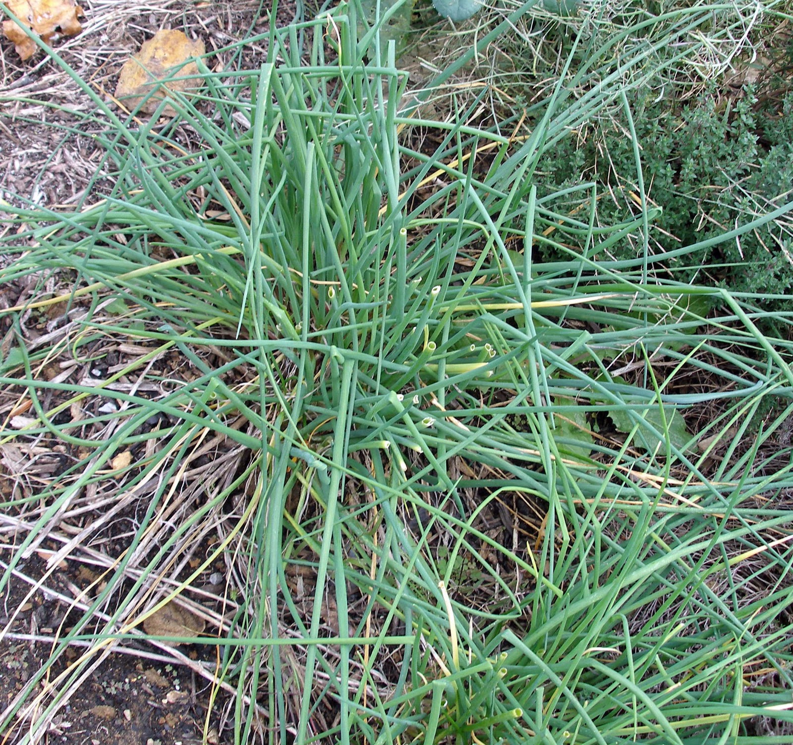 Living the Frugal Life: Harvest Meal: French Peasant Soup