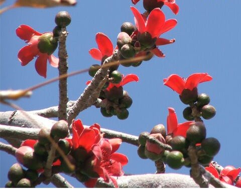 We love Our Bangladesh: Silk Cotton Tree -Shimul Ful/Shimul Tular Gash
