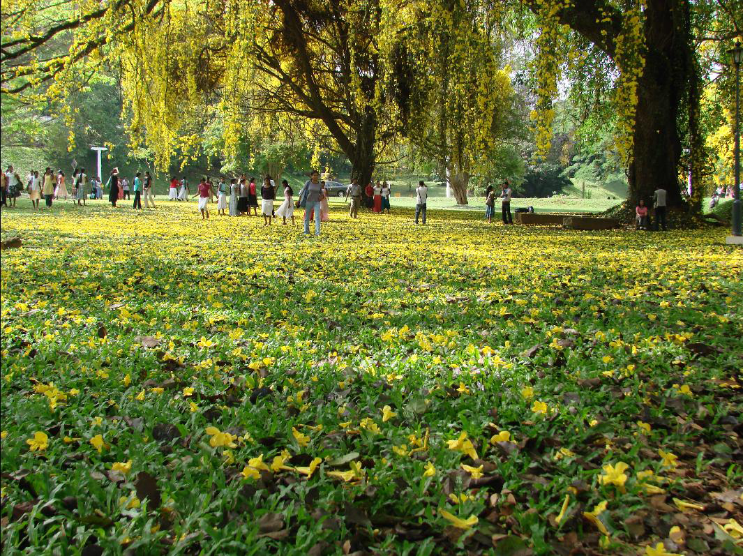 waterfalls of srilanka: BEAUTY OF UNIVERSITY OF PERADENIYA.