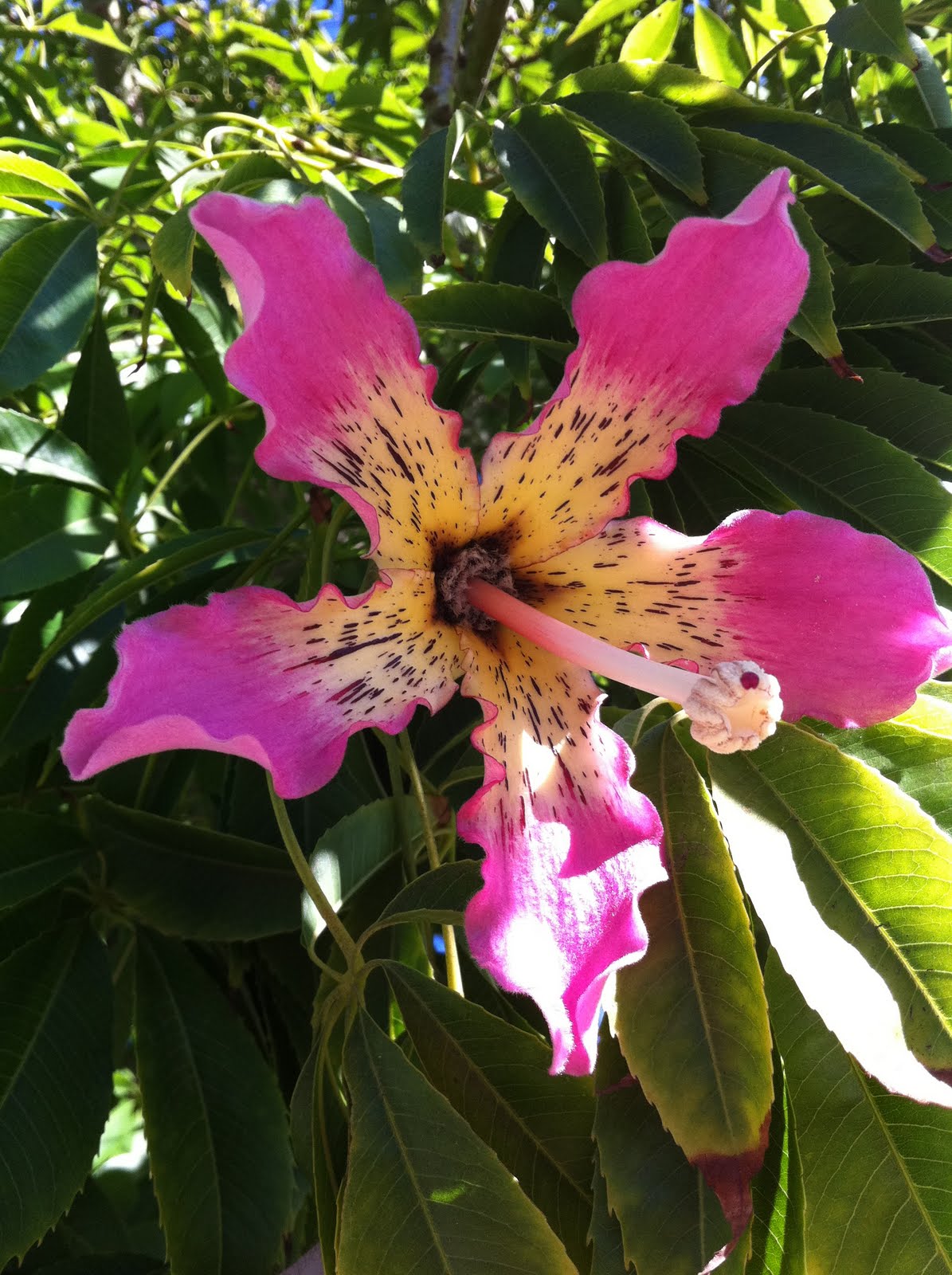 Teal Green Madonna: Mini Road Trip, Carne Asada Burrito and Silk Floss ...