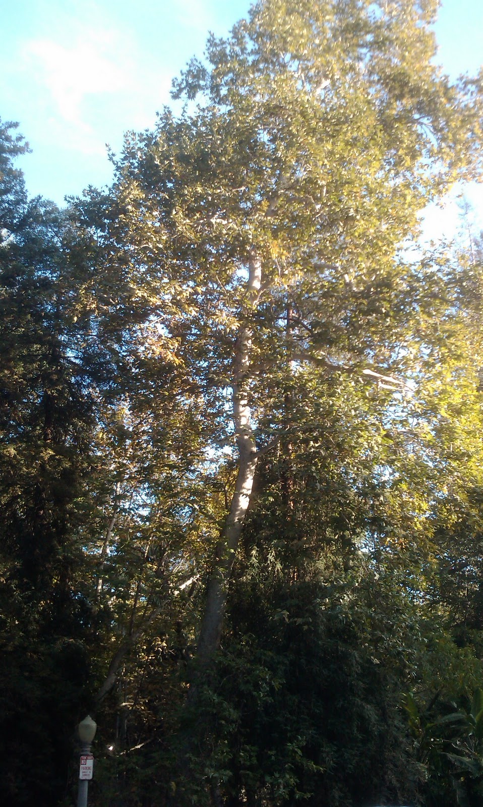 Wandering In LA: Griffith Park: Fern Dell