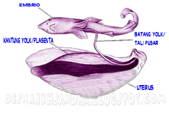 MY COLOURFUL WORLD: PERKEMBANGBIAKAN IKAN HIU