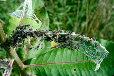 Nature remains.: Communal Caterpillars