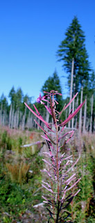 Nature remains.: The Business of Trees