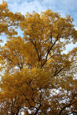Nature remains.: Autumn Images