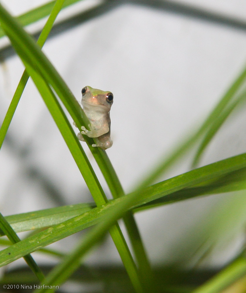 Nature remains.: The Frog Days of Summer