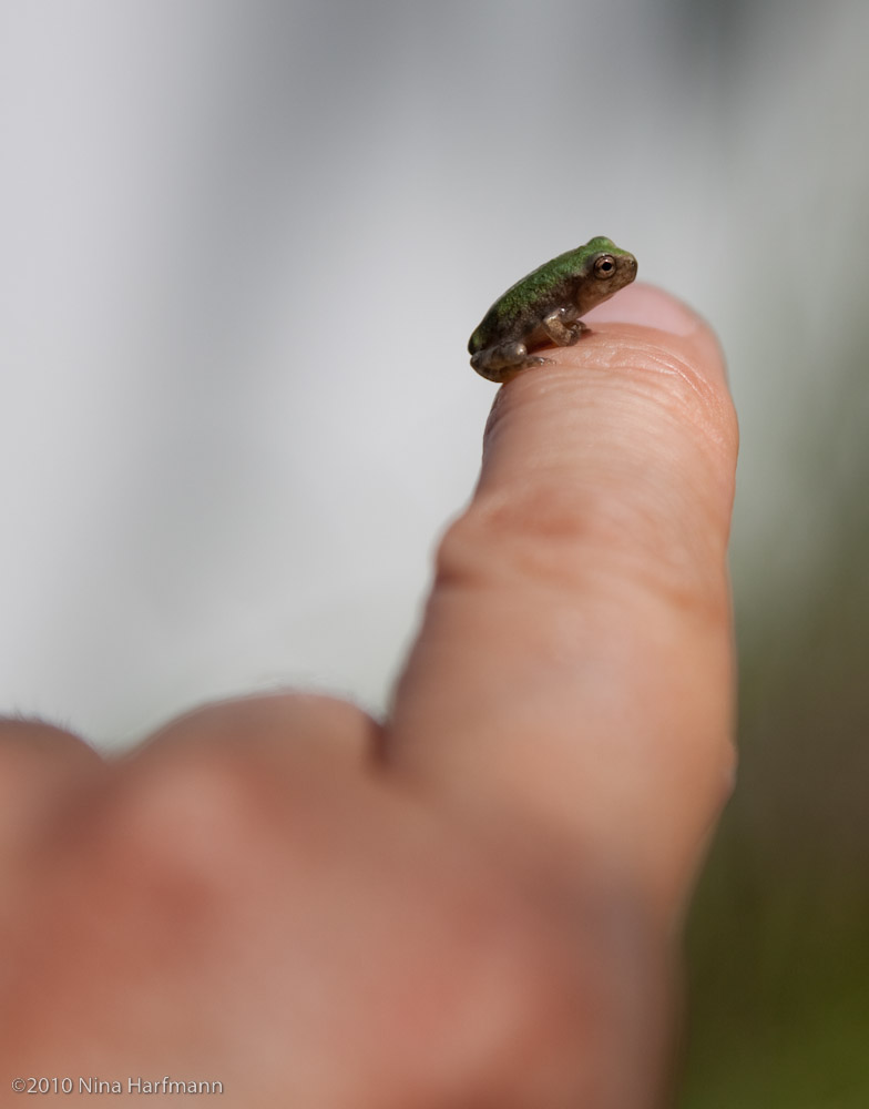 Nature remains.: The Frog Days of Summer