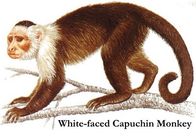 Inky Fool: Capuchin Cappuccinos and Libidinous Monkey-Monks